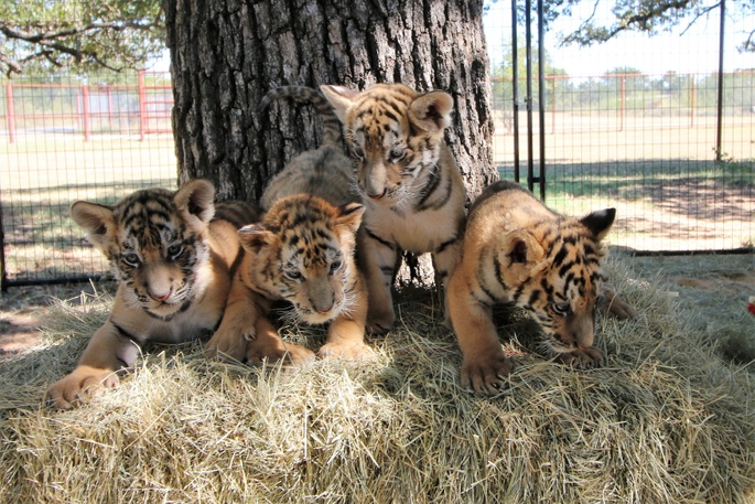 CARE's Triple Tiger Enclosure Campaign | Chuffed | Non-profit charity ...