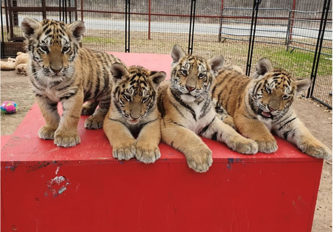 CARE's Triple Tiger Enclosure Campaign | Chuffed | Non-profit charity ...