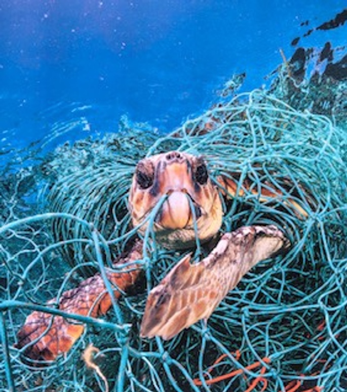 Future Oceans: Public Action to Save Our Oceans | Chuffed | Non-profit ...