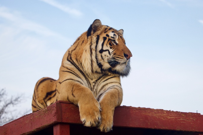 CARE's Triple Tiger Enclosure Campaign | Chuffed | Non-profit charity ...