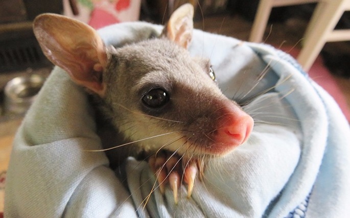 Help Wallabia Wildlife Shelter rebuild after Goongerah fires | Chuffed ...