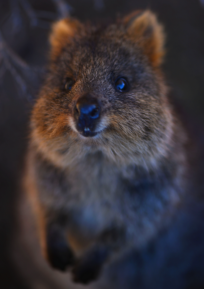 Quokka – Our Treasure | Chuffed | Non-profit charity and social ...