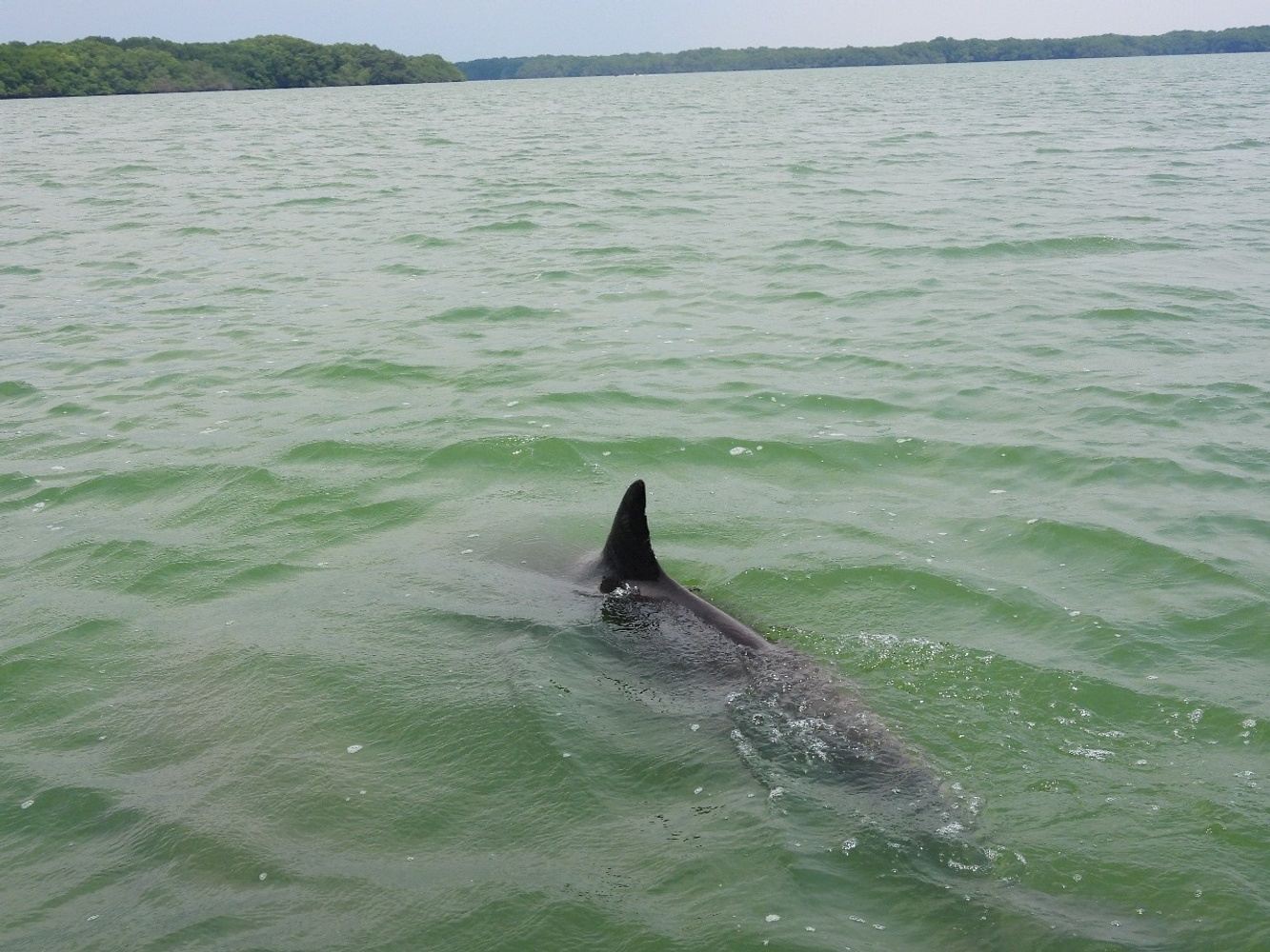 El Morro Dolphins watching, mangroves ecosystem and beach time in ...