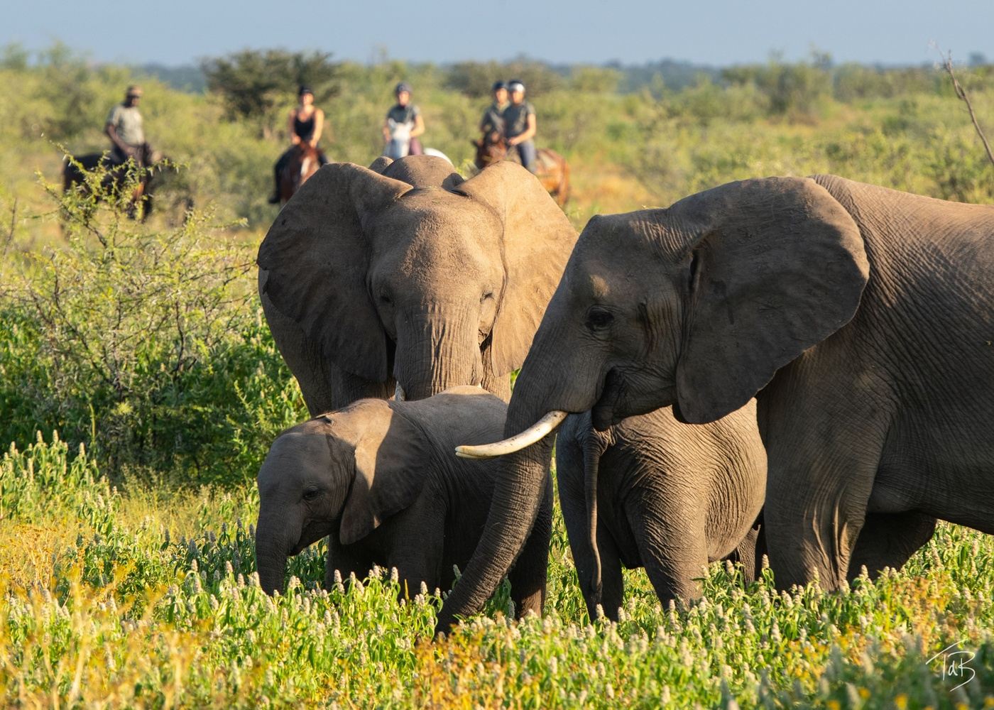 8 DAYS AFRICAN EXPLORER TOUR in Four nights in South Africa with three ...