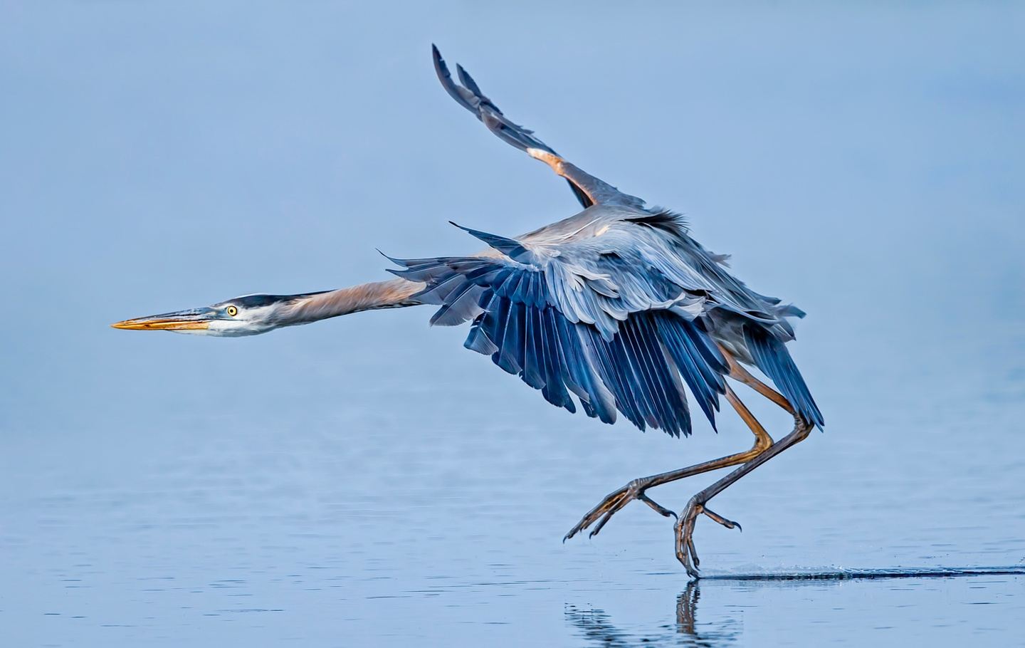 Florida Wildlife Photography in Venice, FL, USA
