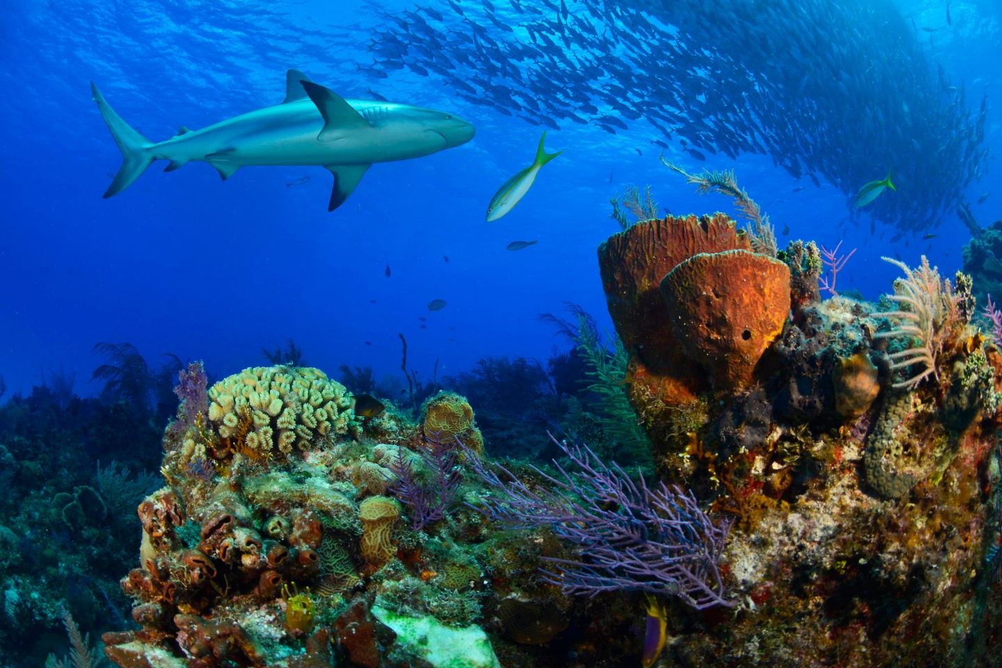 Explore the Famous Tiger Beach in the Bahamas 🇧🇸 in Freeport, The Bahamas