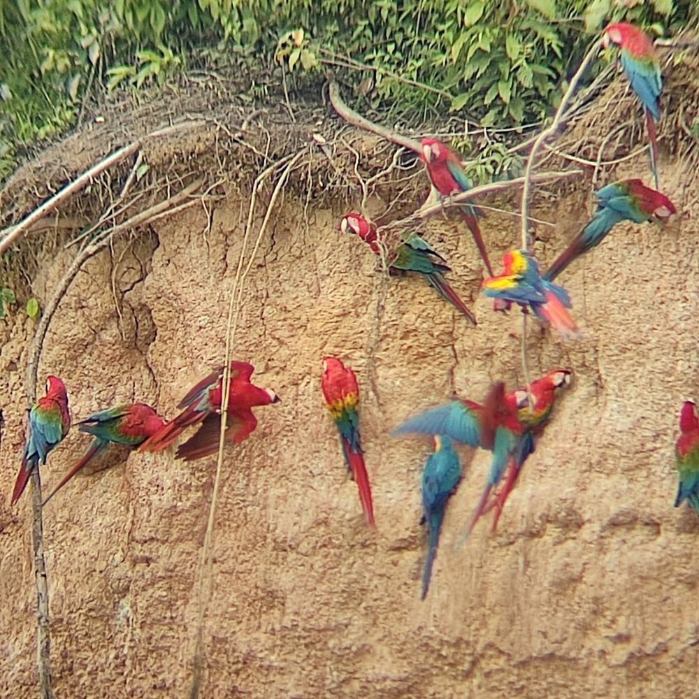 Macaw Clay Lick fullday in Tambopata, 17000, Perú
