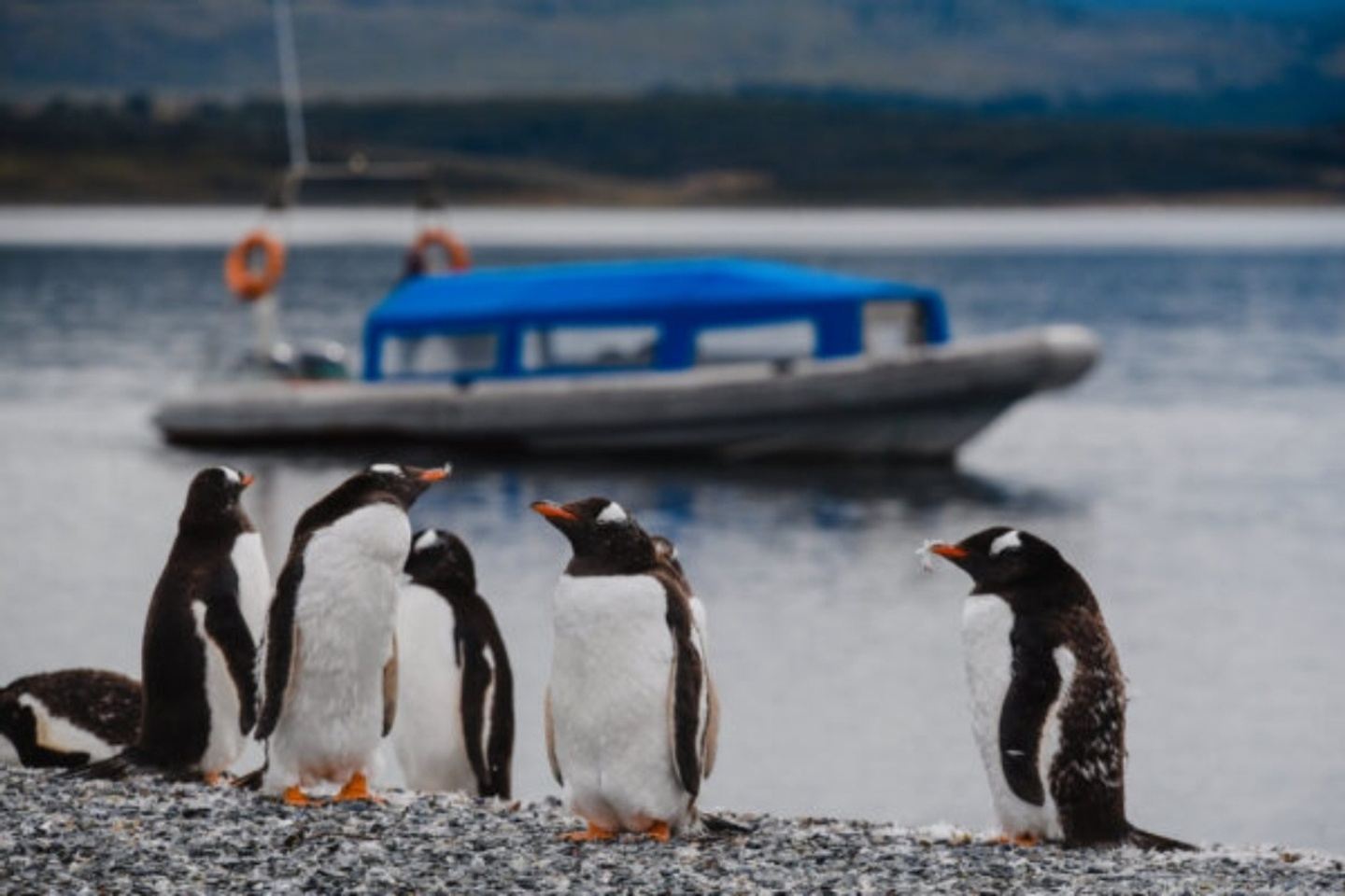 Discovering the Beagle Channel in Estancia Harberton, Tierra del Fuego ...