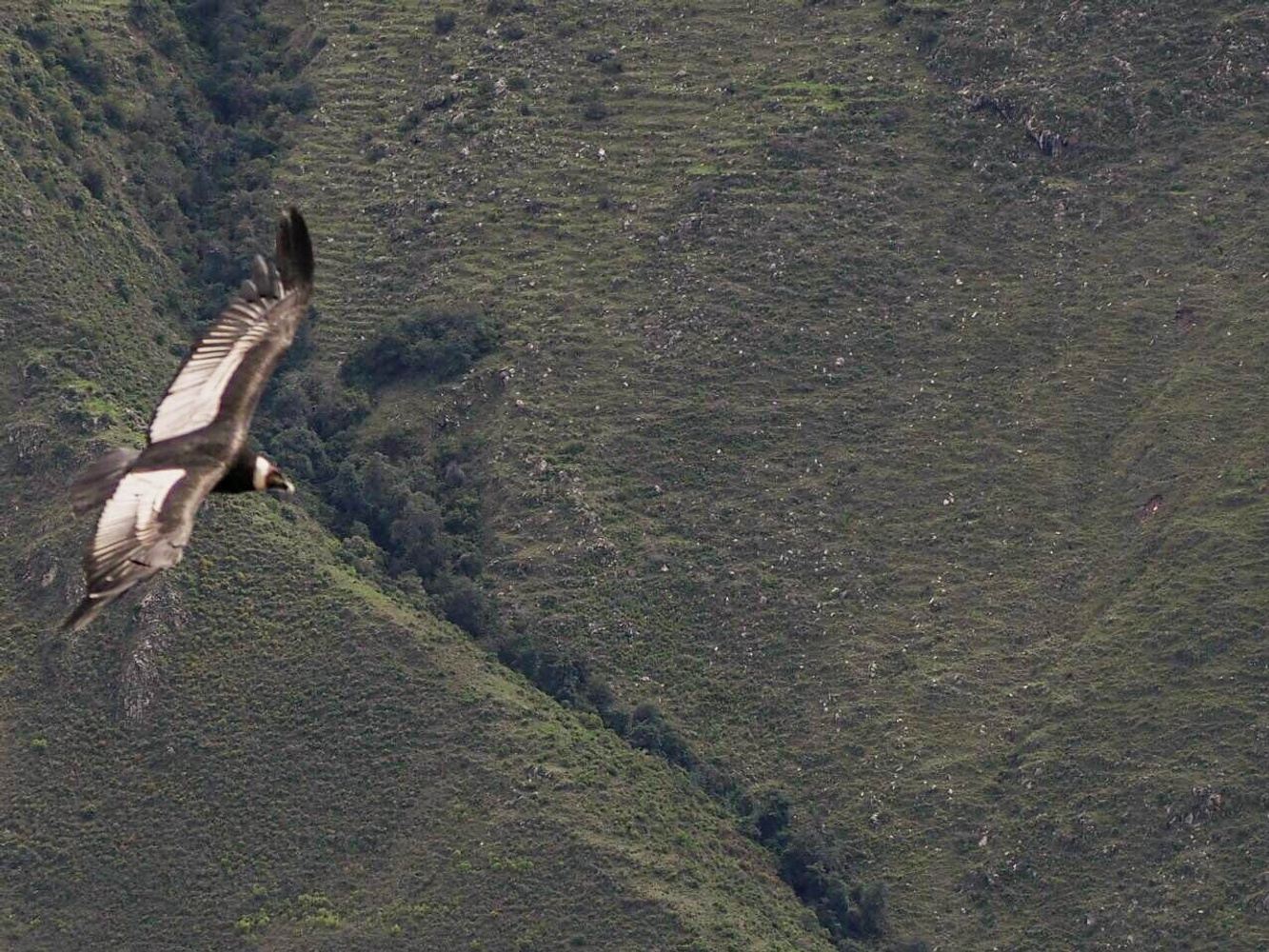 THE CONDORS VALLEY - CHONTA - STANDARD SERVICE in Cusco, Perú