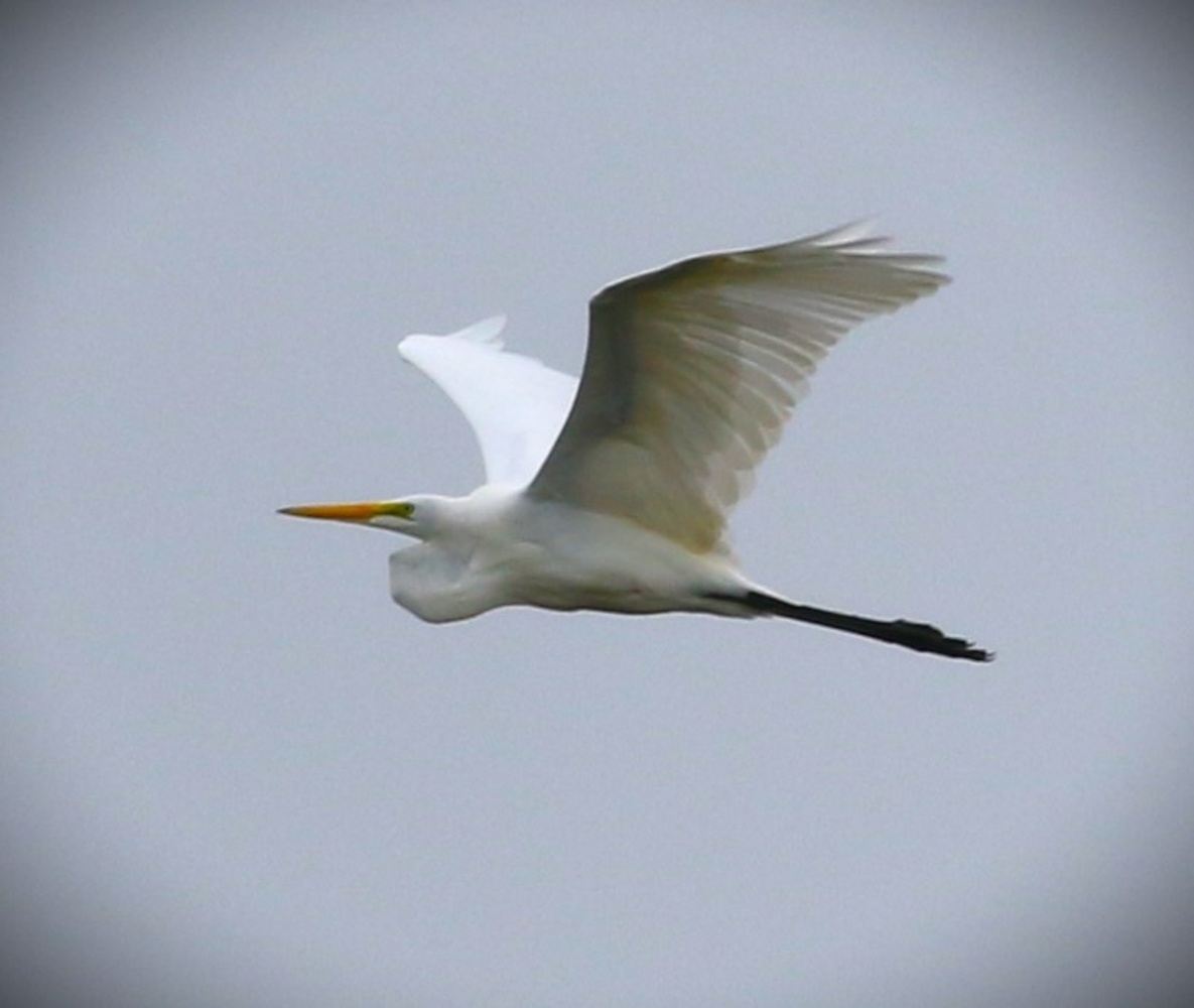 Herons and more - Post-breeding Dispersal in Hendersonville, NC, USA
