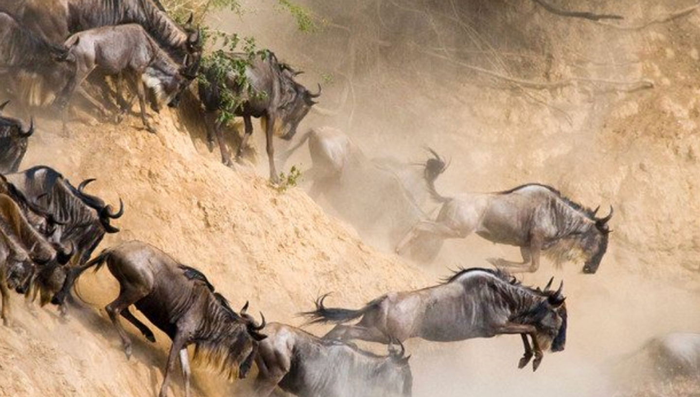 The Big 5 – Big Cats –The Great Migration of the Zebra and Wildebeest ...