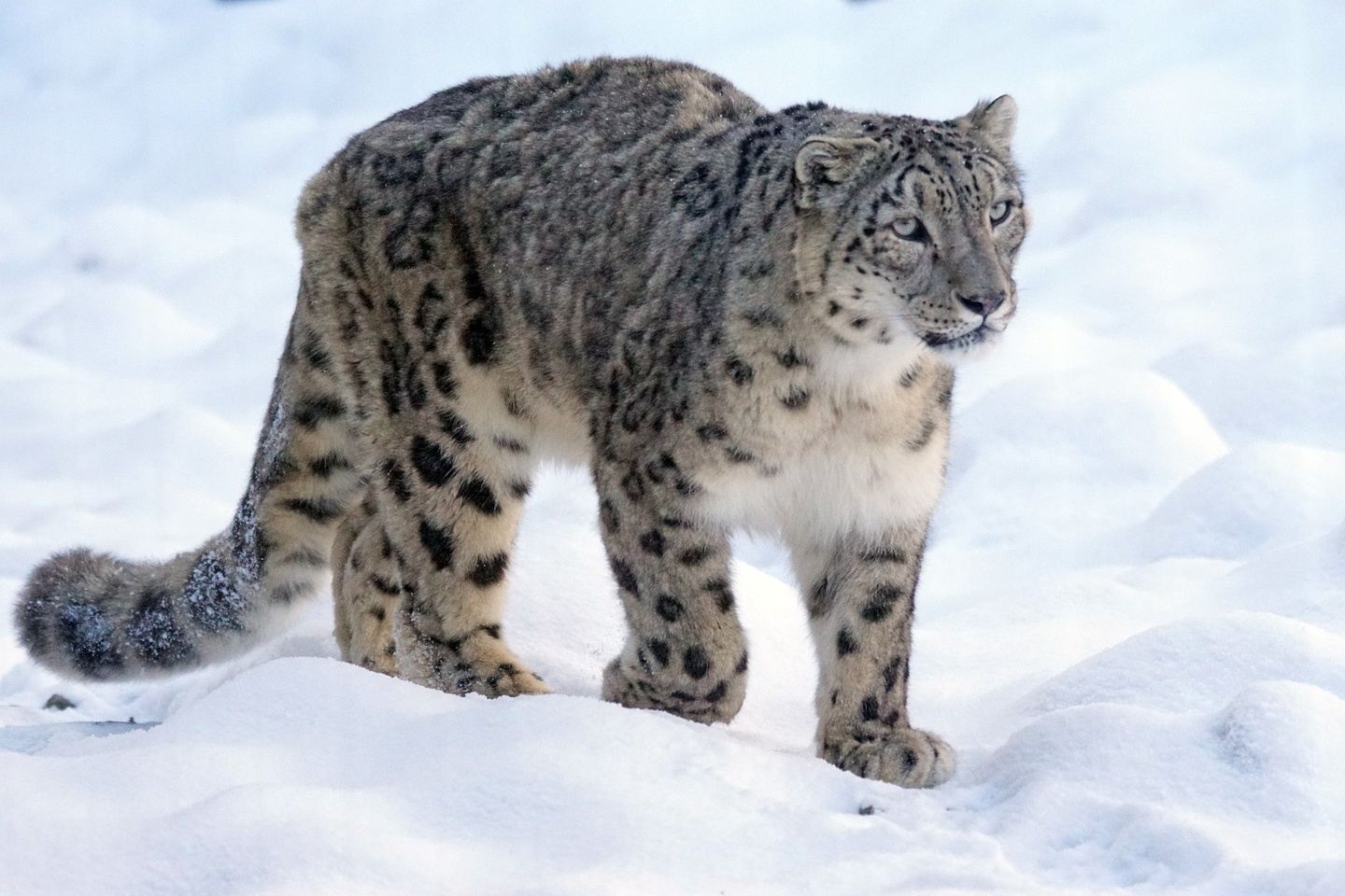 Himalayas: Snow Leopard adventure in Leh