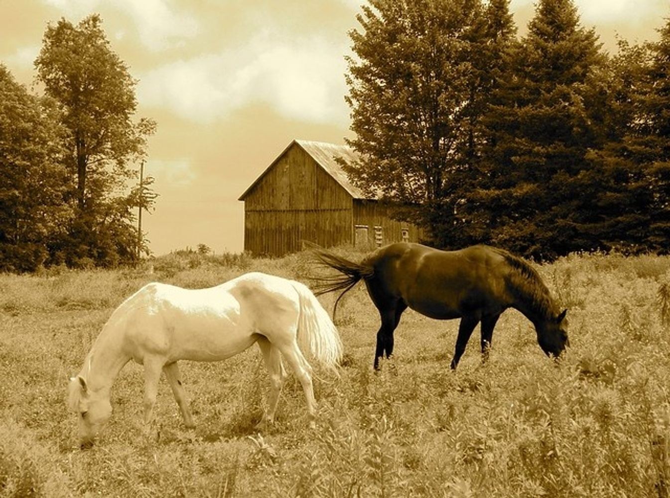 Being - Landscape, Horses, Community - A Meditation Practice in Ellison, British Columbia