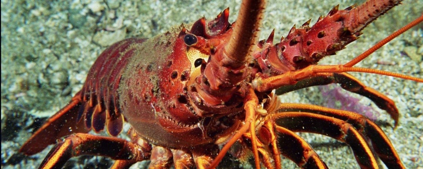 Spectre-Diablo Point, Santa Cruz Island in Santa Cruz Island