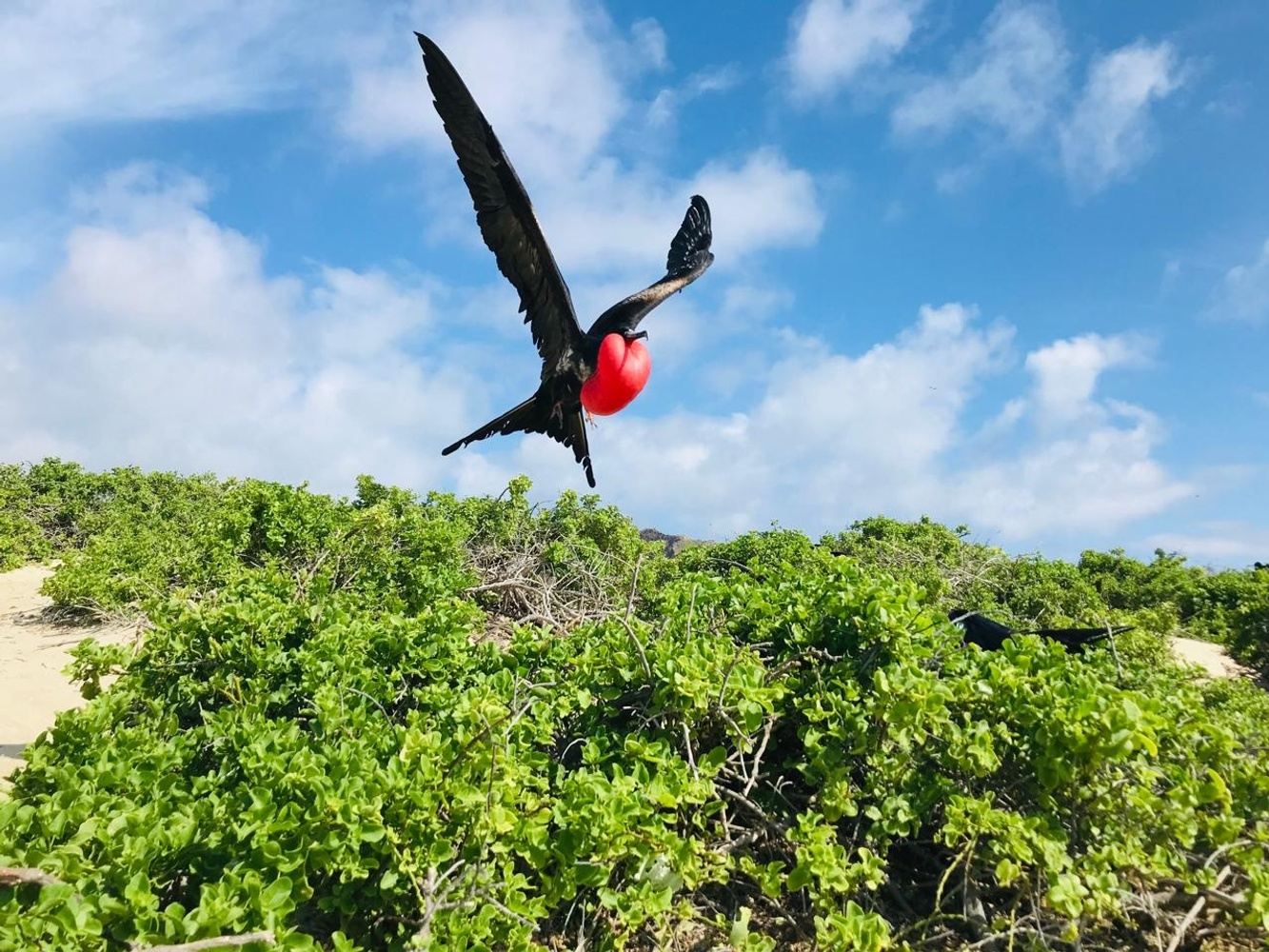 Isla Lobos (web) in galapagos, san cristobal
