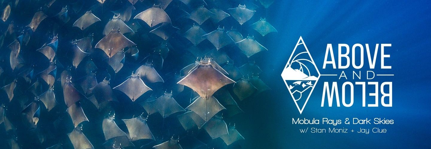 Above & Below Mobula Rays 2026 in Baja California, Mexico