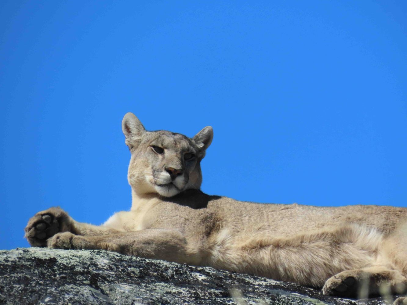 Patagonia Puma Quest in Punta Arenas, Magallanes and Chilean Antarctica ...
