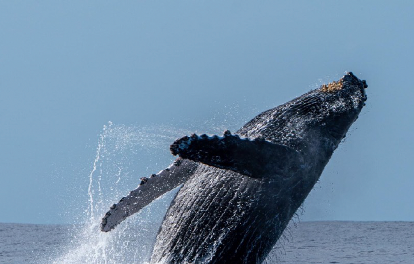 Magbay Safari - 3 day trip in Baja California Sur, Mexico