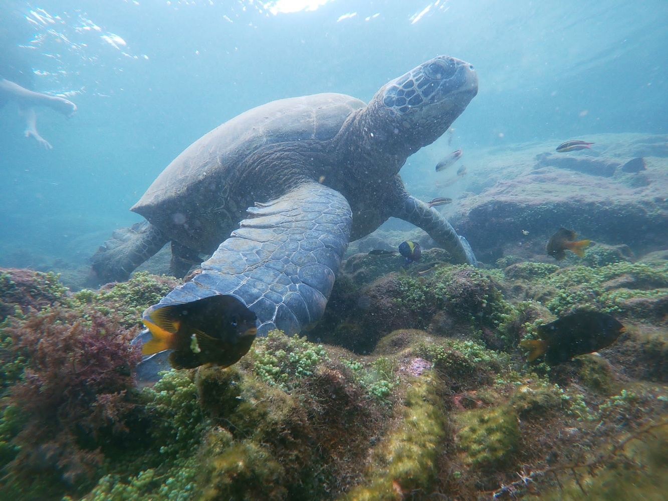 Ecuador EPIC 16 days excursion y/f in Quito Cuenca Guayaquil Galapagos