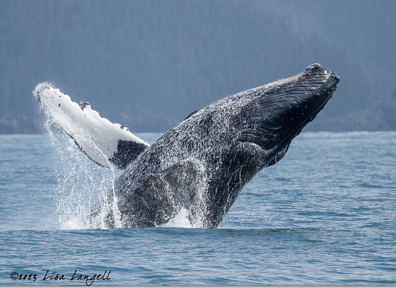 Magic of Alaska: August 18 - 23, 2024 in Kasilof, AK, USA