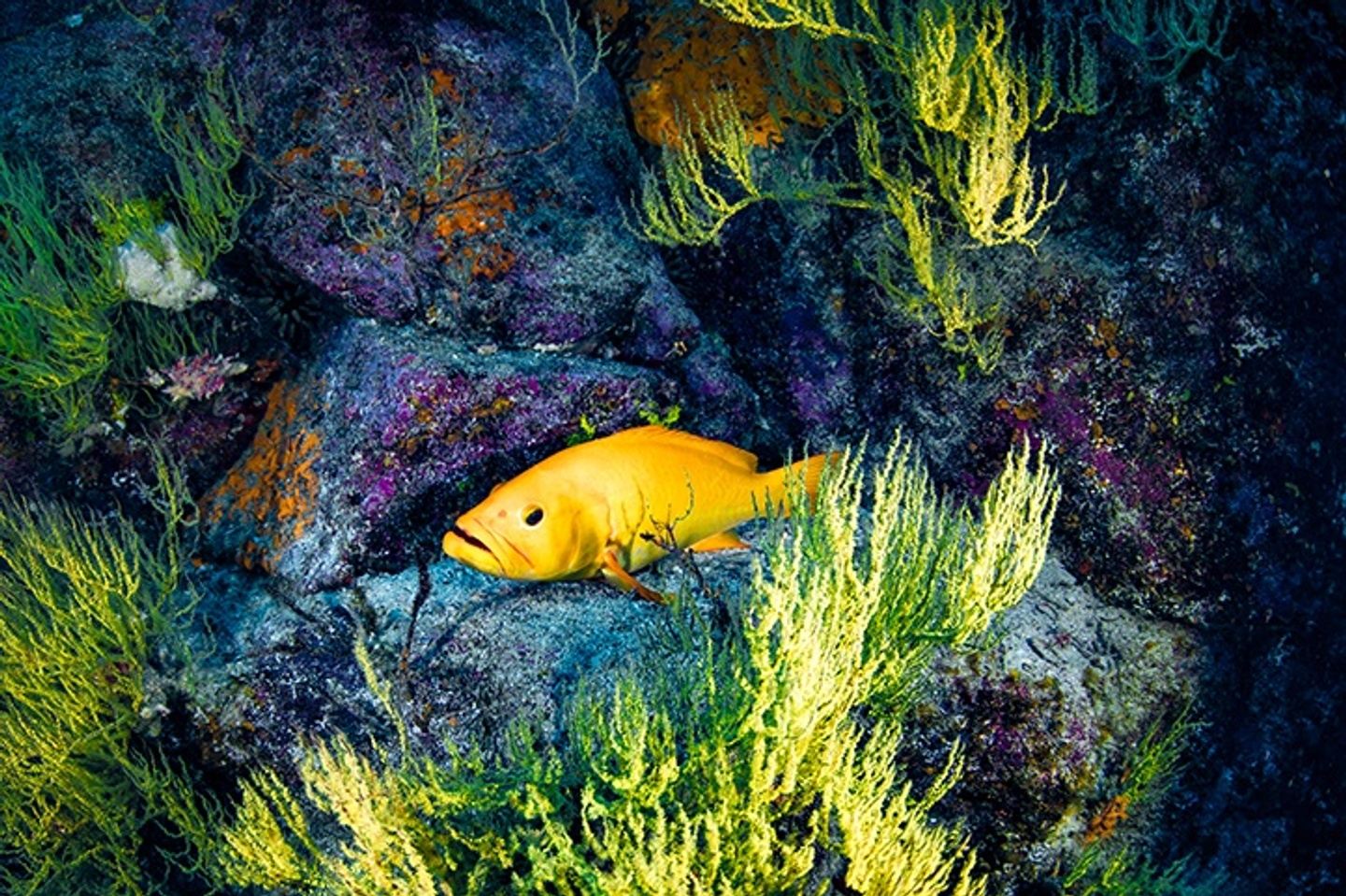 Isla Daphne Menor – Buceo in Galapagos Ecuador