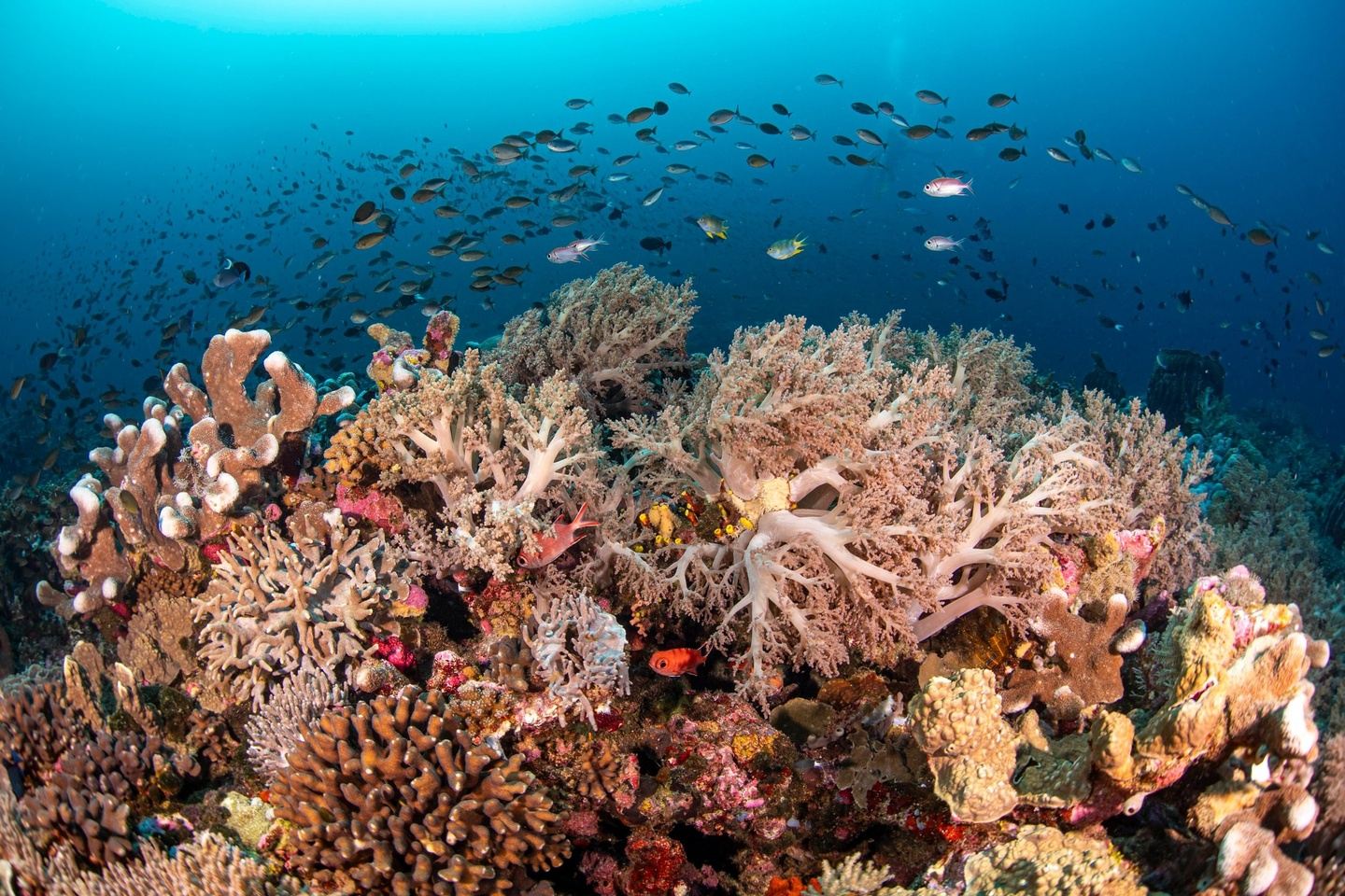 Indo Master Banda Sea - October 15 - 25, 2027 in Waigeo Barat, Raja ...