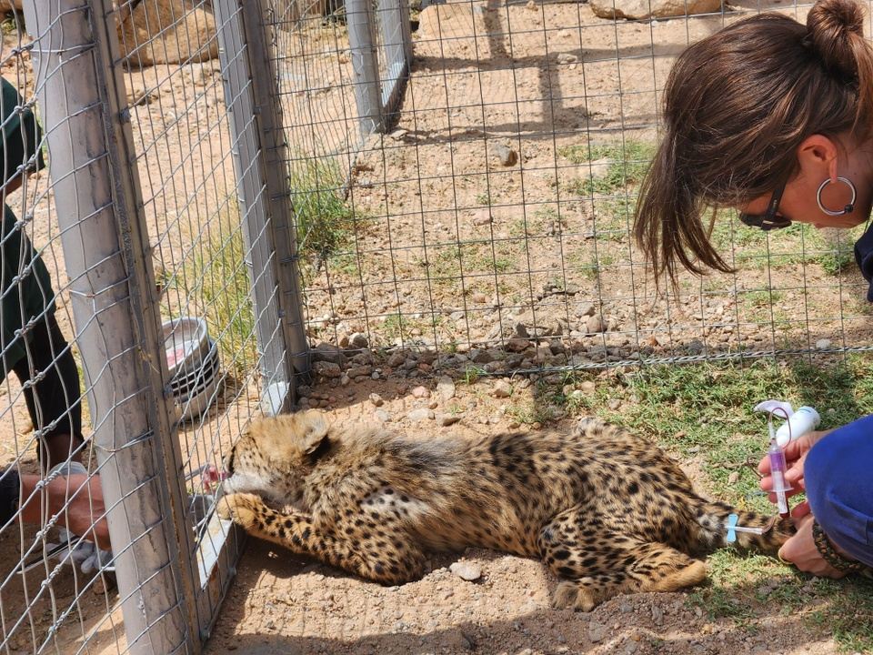 WildeCheetah - 14 Day Conservation Mission in Hargeisa, Somaliland