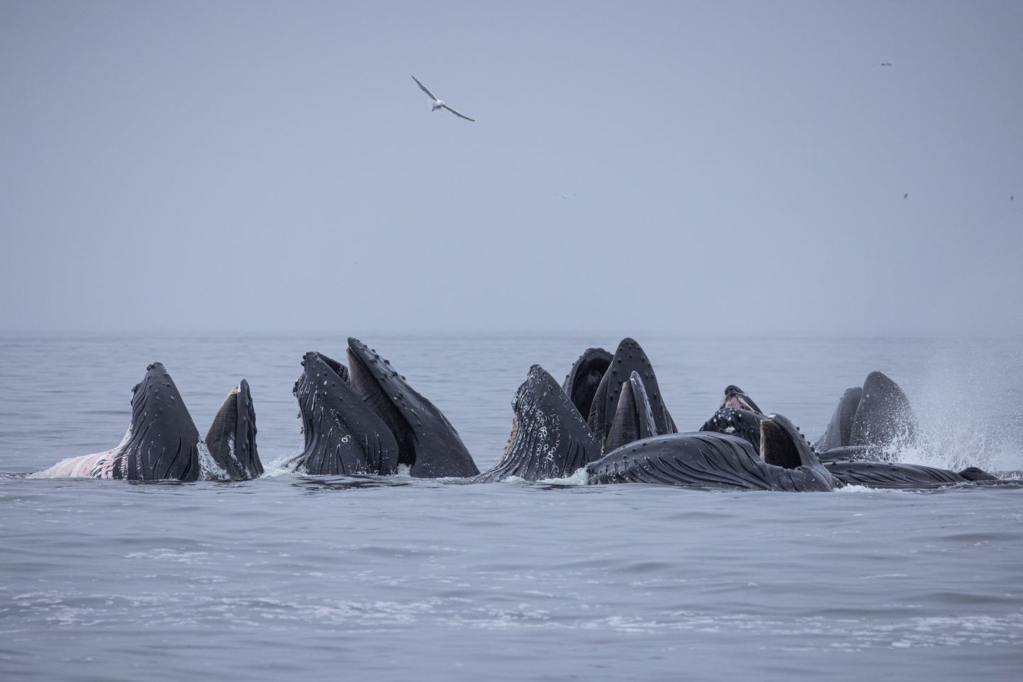 Bubble-netting Humpback Whales! 2024 in Sitka, AK, USA