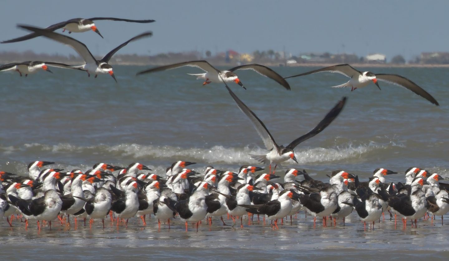 Migration Magic - Upper Texas Coast Birding Hotspots in Galveston