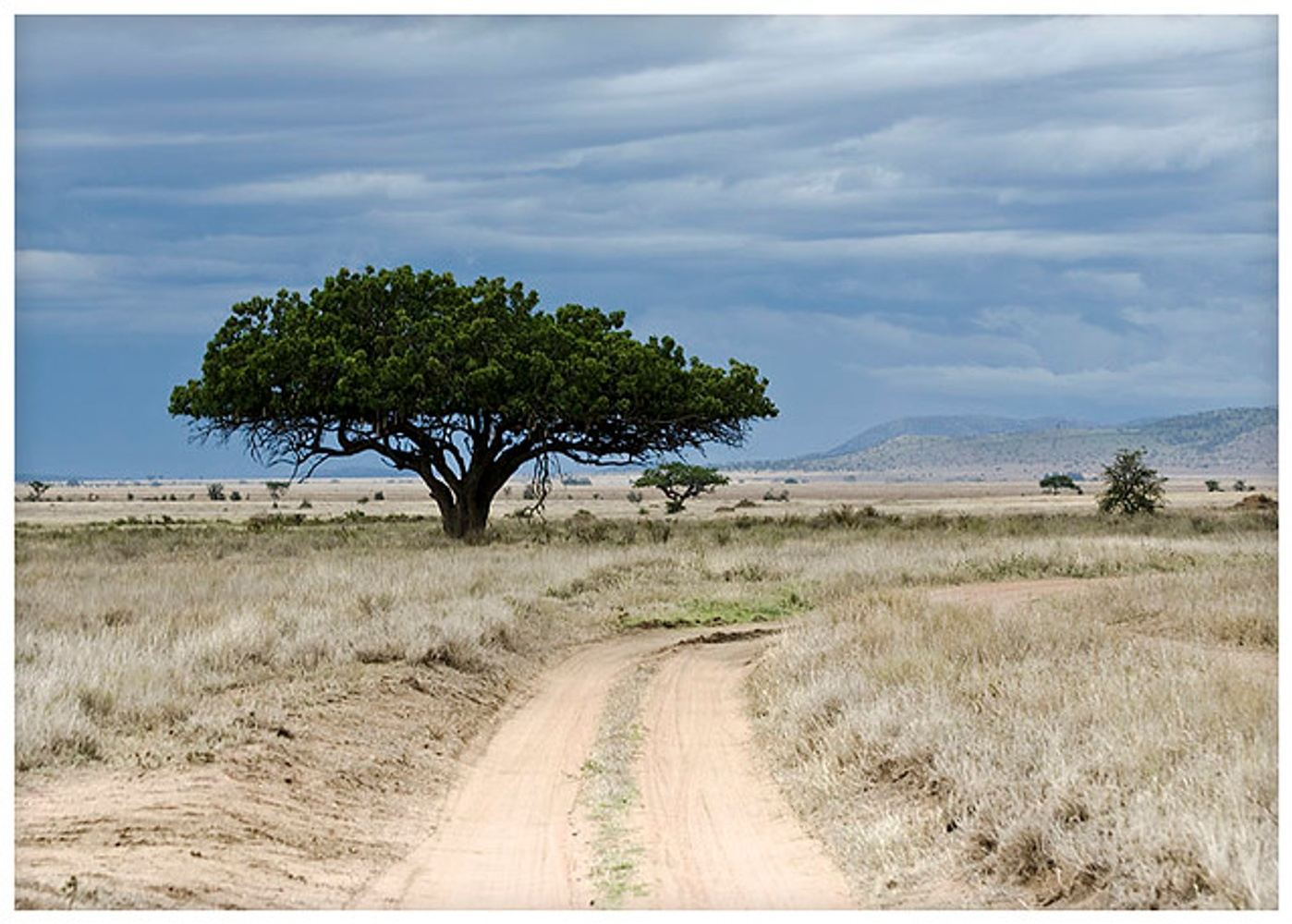 7 Days Bush to Beach Safari Experience in Serengeti