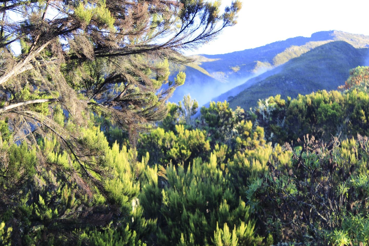 7 Days Lemosho Route – Kilimanjaro Hiking Tour in Lemosho Gate to Big ...