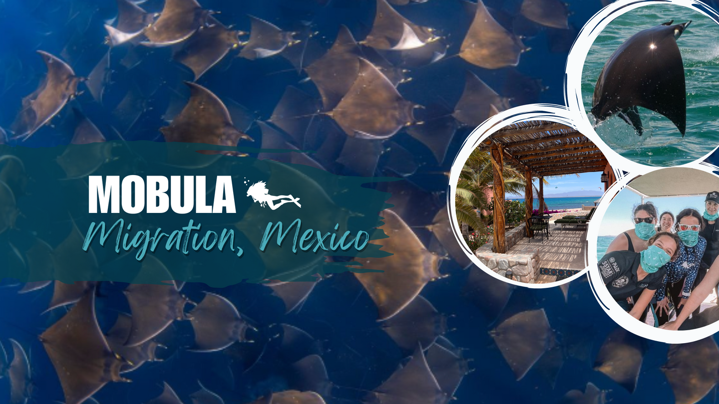 Mobula Expedition - The Largest Ray Migration on Earth in Baja ...