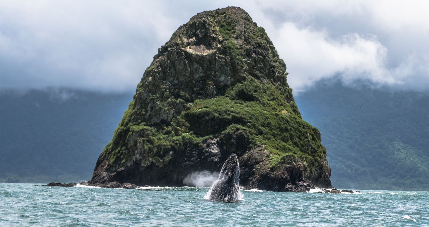 Ballenas y Selva: Aventura en Nuquí in Nuquí, Chocó, Colombia