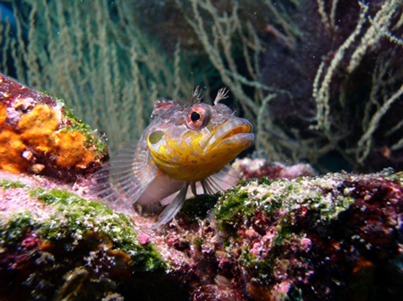 TOUR DE DÍA ISLA DAPHNE in PUERTO AYORA - GALAPAGOS - ECUADOR