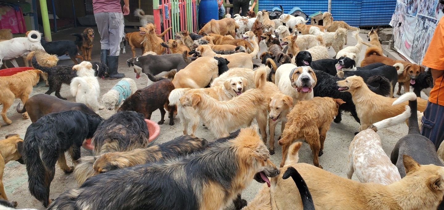 LUCKY BIENESTAR ANIMAL in Quito, Ecuador