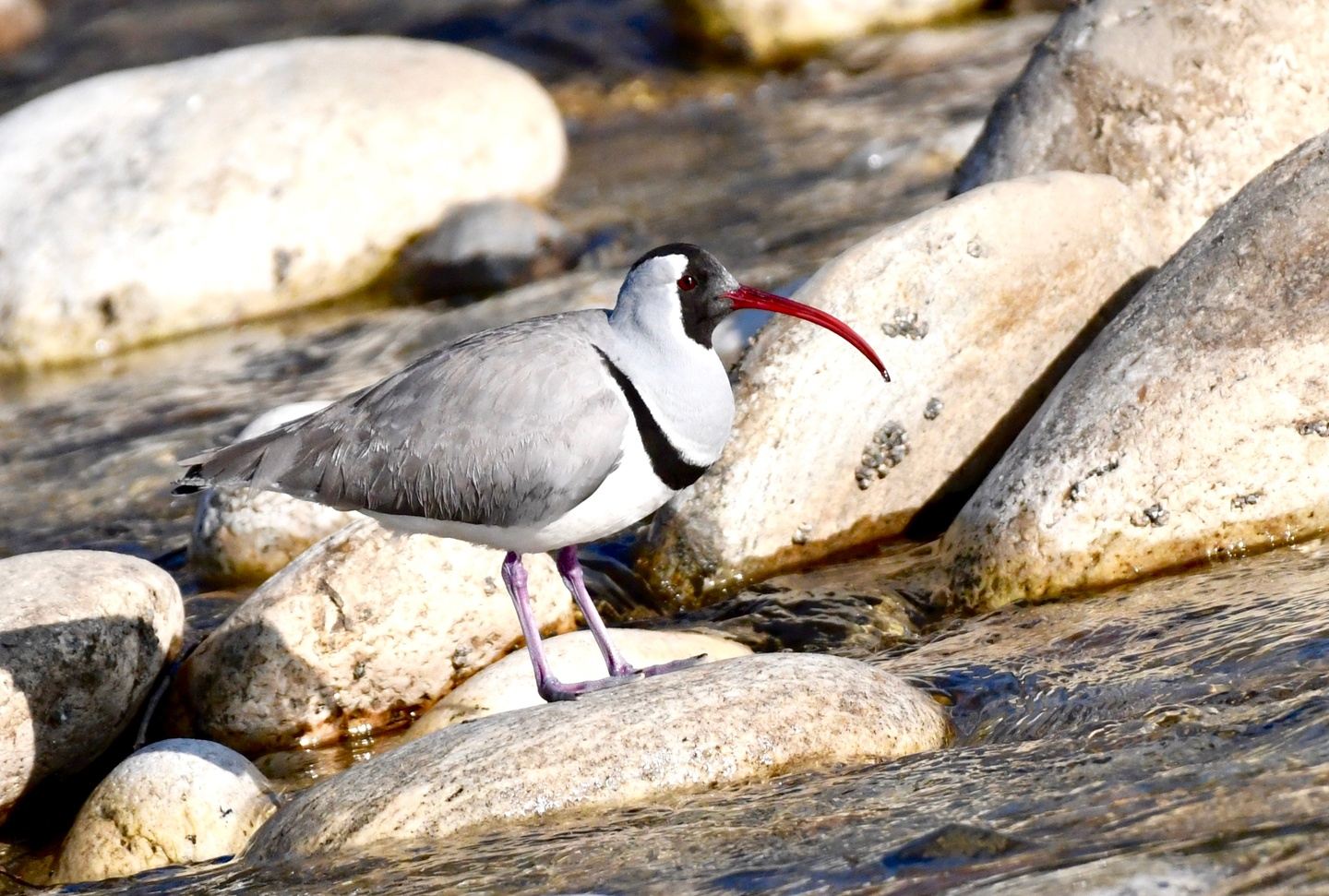 LANGTANG VALLEY IBISBIL TREK in Langtang, Nepal