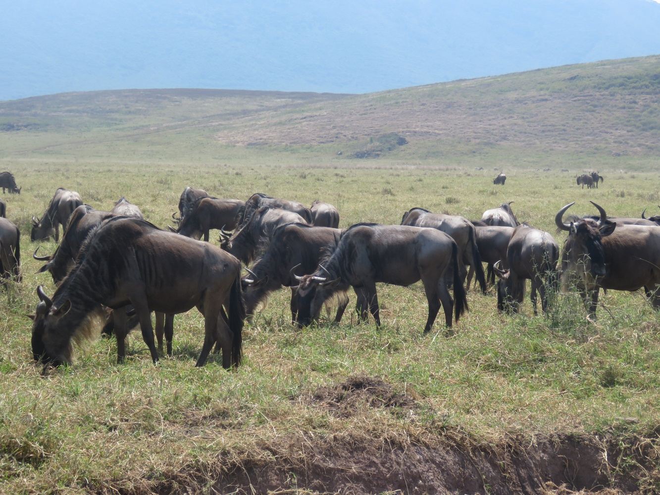 6 Days Serengeti migration Safari Tour. in SERENGETI AND NGORONGORO