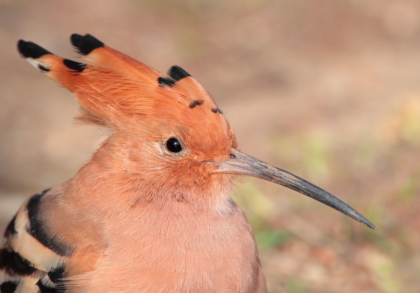 Southern Portugal: 12 Days of Birds & Culture in Lisbon, Portugal