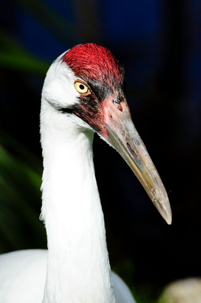 Winter Birding in South Texas in Texas