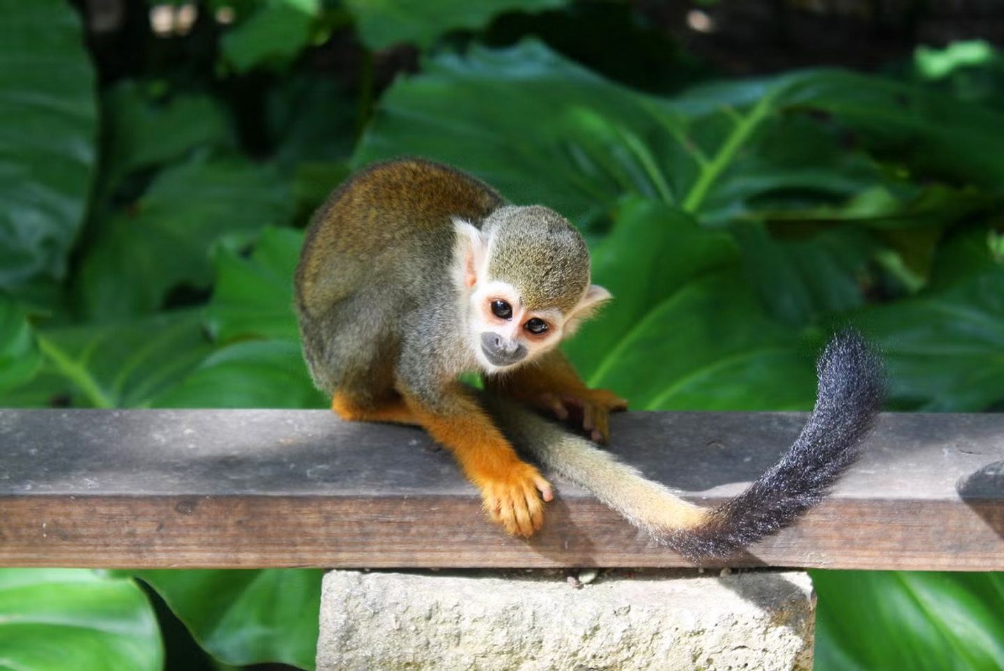 MONKEY LAND AND JUNGLE BUGGIES ADVENTURES in Anamuya 23000, Dominican ...