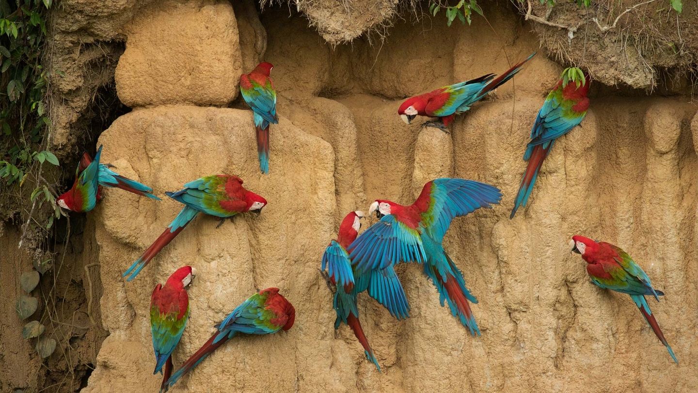 Manu Tour 5 Days / 4 Nights in Manu