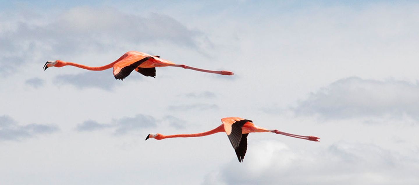 YUCATAN BIRDING JOURNEY (CAD) in Merida, Yucatan, Mexico