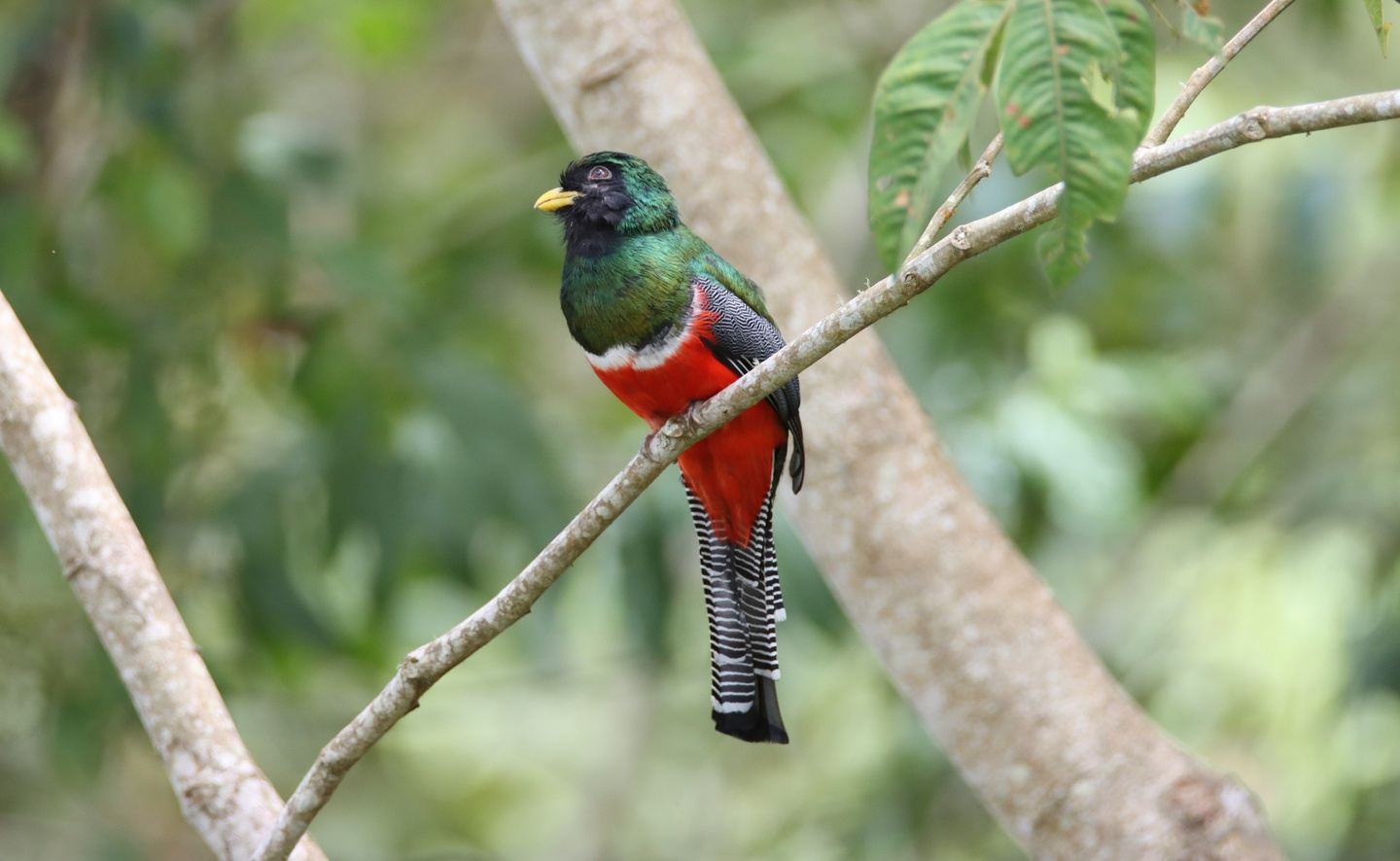 Costa Rica: Volcanoes, Tanagers & Hummingbirds 2023 in San José ...