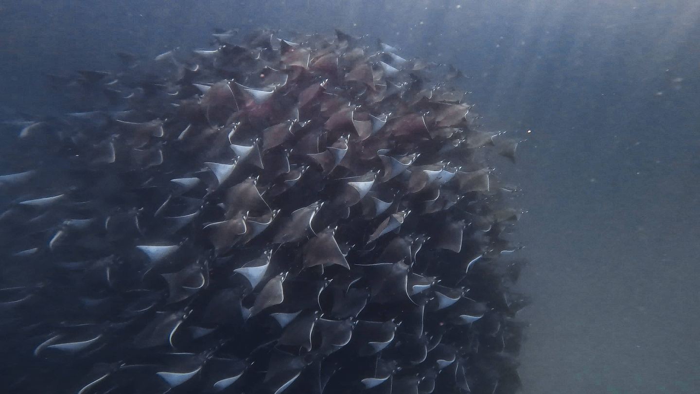 Mobula Ray Migration Expedition 5 Day in La Ventana, BCS, Mexico