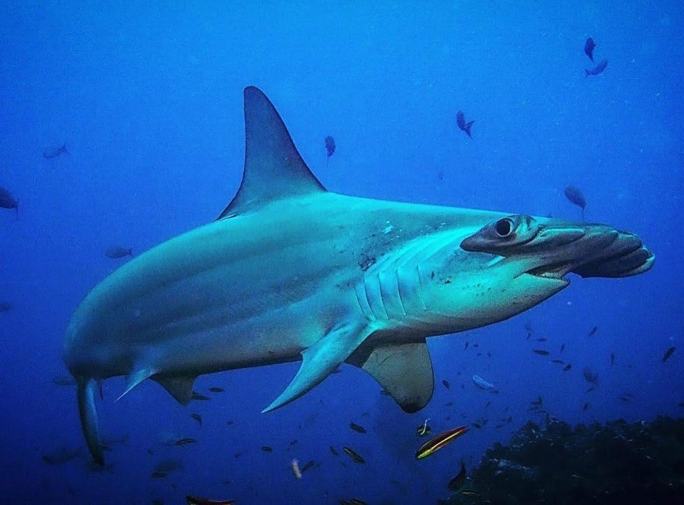 KICKER ROCK DIVING AND SNORKELING in San Cristóbal, Ecuador