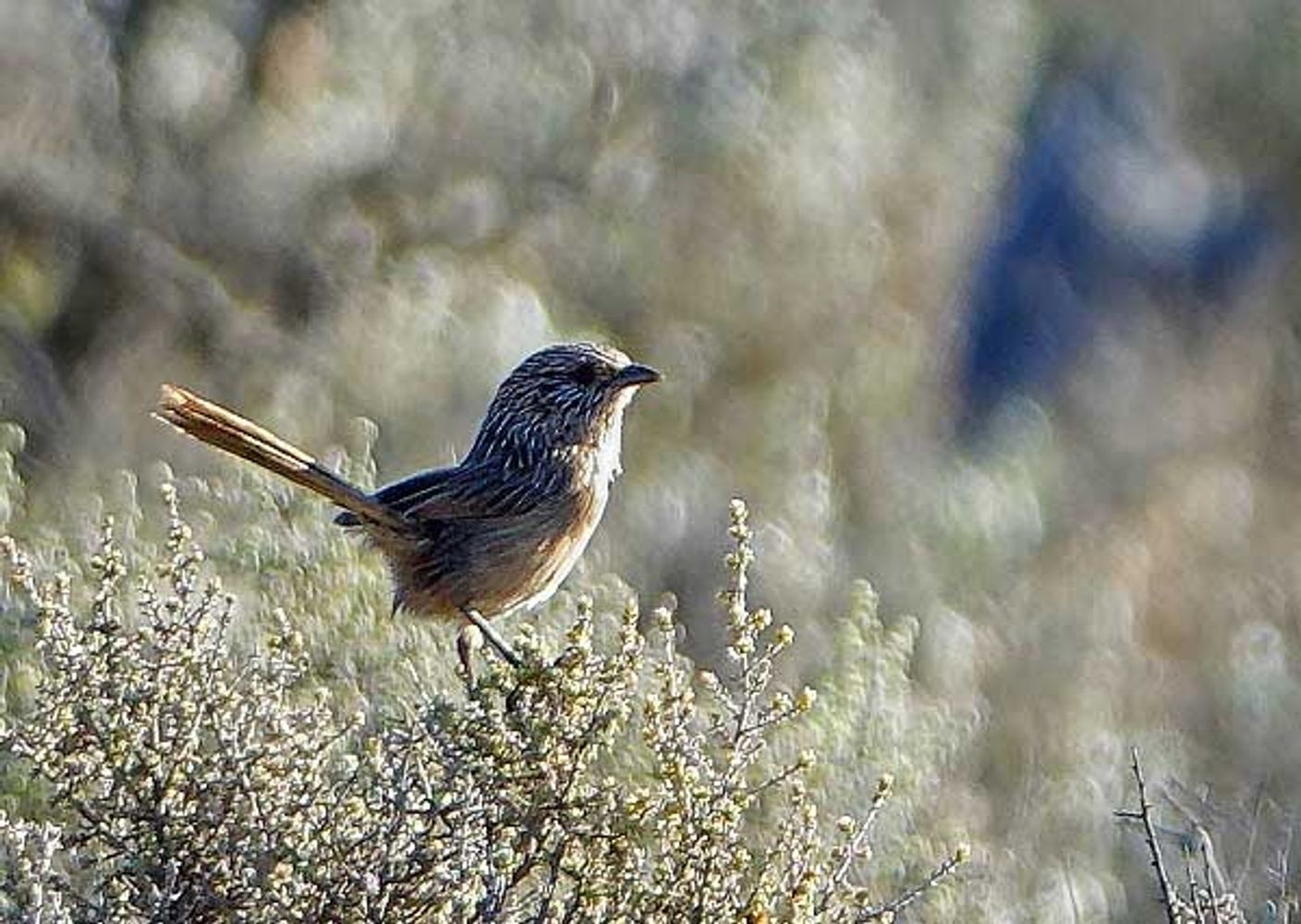 Western SA Specialties & Splits Tour - May 2024 in Adelaide SA, Australia