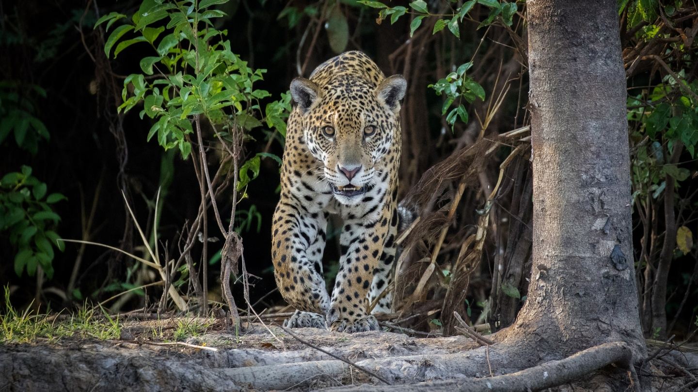 Colombian Safari in Yopal, Casanare, Colombia