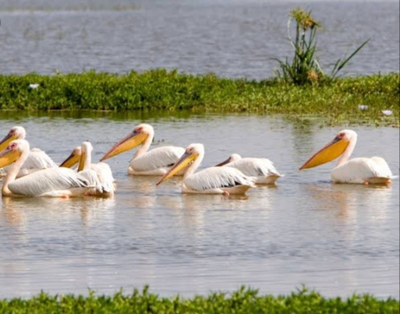 Lake Ziway in Lake ziway