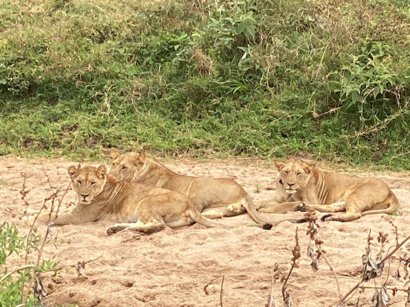 ITINERARY, of 5Nights plus 1 night in Arusha, Couple Safari in Tanzania ...