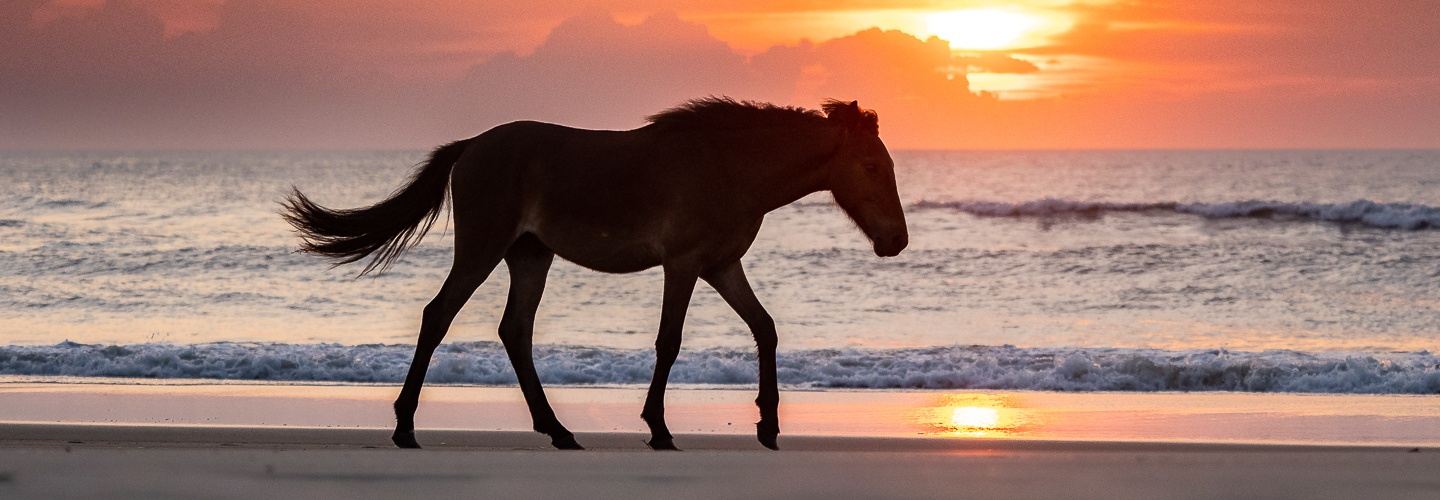 Wildlife of the Outer Banks in Outer Banks, NC